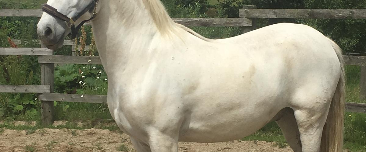 Lipizzaner Pluto Presciana - 2009 - Han er min første unghest som...