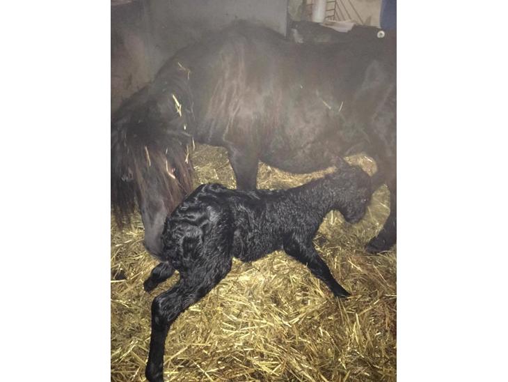 Shetlænder Fallohide's mynthe - 2017 - Mynthe er mit hjertebarn efte...