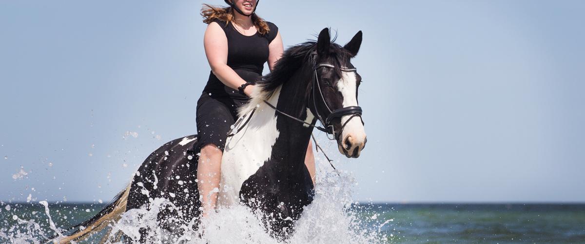 Oldenborg Neubran's Giant Gangster - 2010 - 29/2-2016: Gangster Baben er...