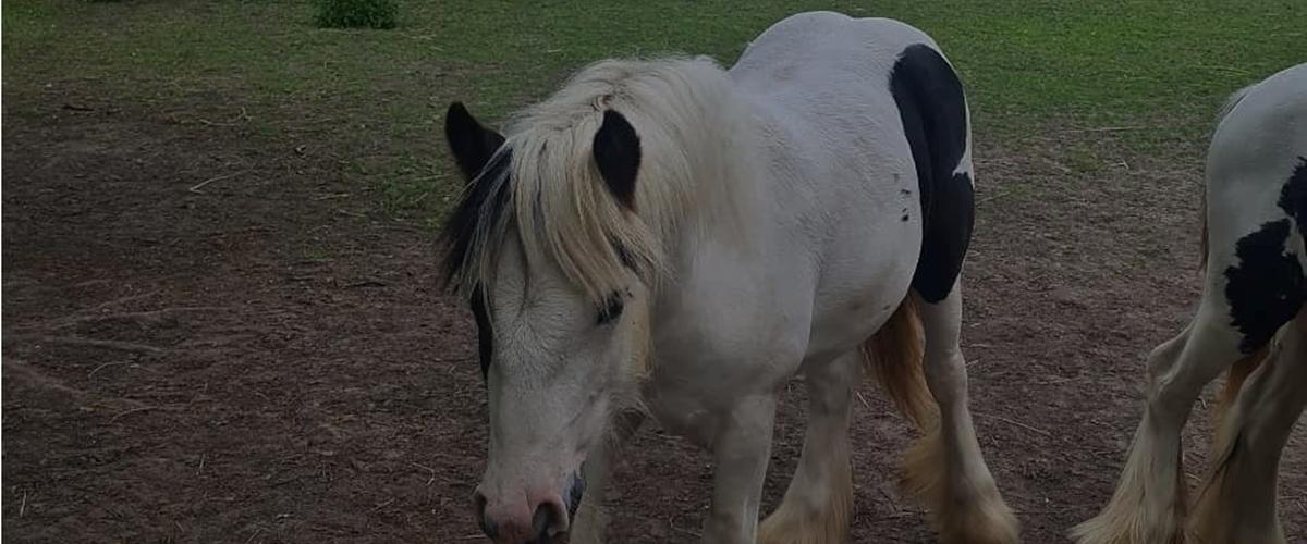 Irish Cob Nohr Clogheen - 2021 - Jeg gik og søgt et plag som j...