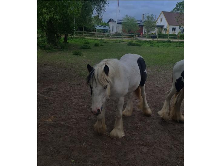 Irish Cob Nohr Clogheen - 2021 - Jeg gik og søgt et plag som j...