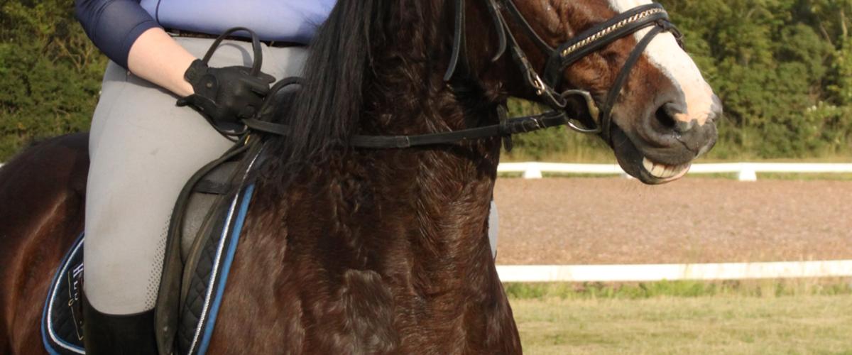 Oldenborg My Lady - 2006 - dette er my lady en rideskole...