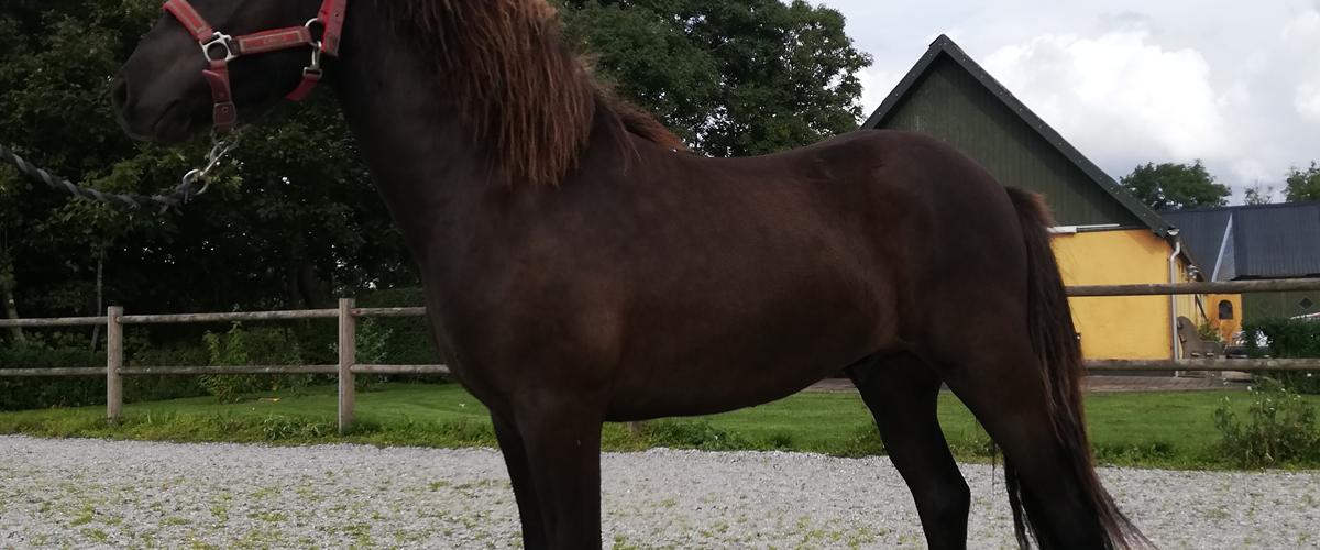 Islænder Vikivaki fra Østervang - 2022 - Vikivaki er et helt specielt ...