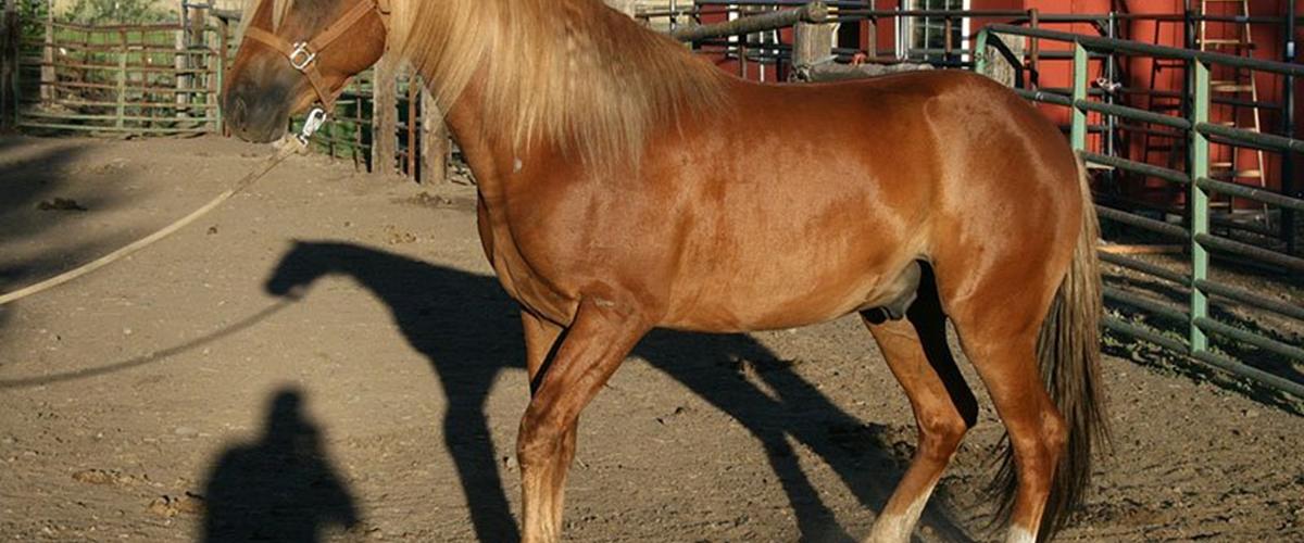 Europas bedste Mustang hingst - kr. 4000 - bedækning