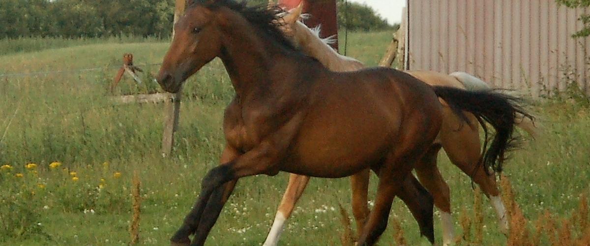 Dansk Varmblod Hingst 170 cm. 2014 - kr. 30000 - heste