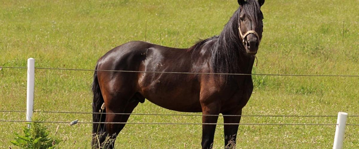 Den sorte Mustang hingst - kr. 4000 - bedækning