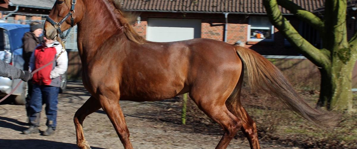 Danmarks smukkeste Mustang hingst. - kr. 2500 - bedækning