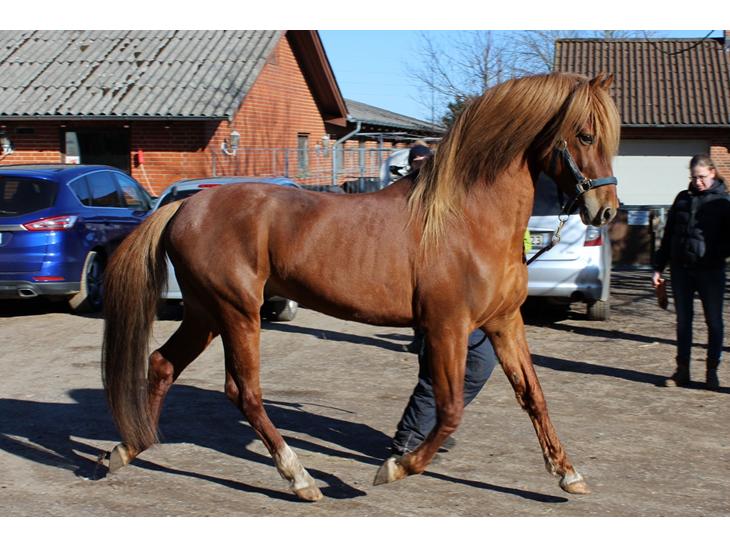 Danmarks smukkeste Mustang hingst. - kr. 2500 - bedækning