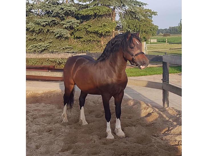 welsh cob D - kr. 3000 - bedækning