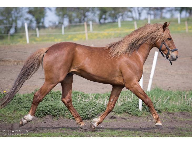Danmarks smukkeste Mustang hingst. - kr. 2500 - bedækning