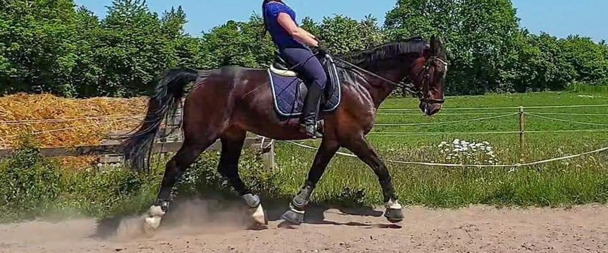 Hest søger part i sønderborg - kr. 123455689 - part