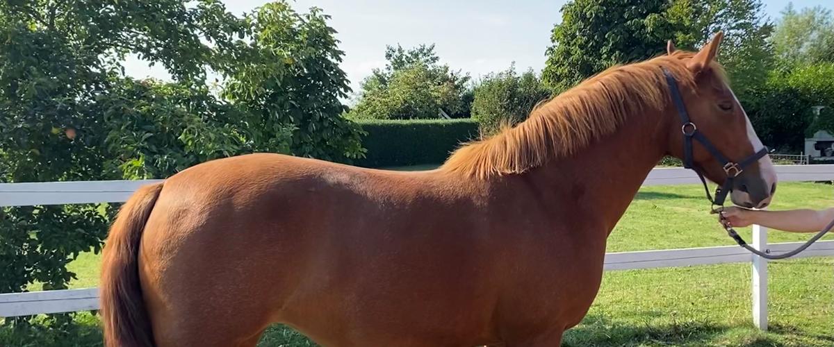 Frederiksborg Hoppe 153 cm. 2014 - kr. 35000 - heste