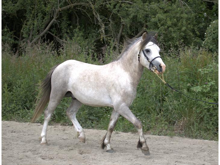 Welsh Mountain (sec A) Hingst 115 cm. 2023 - kr. 30000 - pony