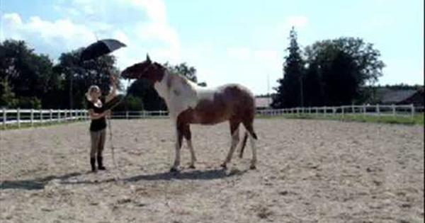 Arbejde fra jorden - Diverse hest - Video - Uploadet af Pernille A