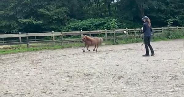 Dagens træning med daisy, baby og star - Diverse hest - Video ...