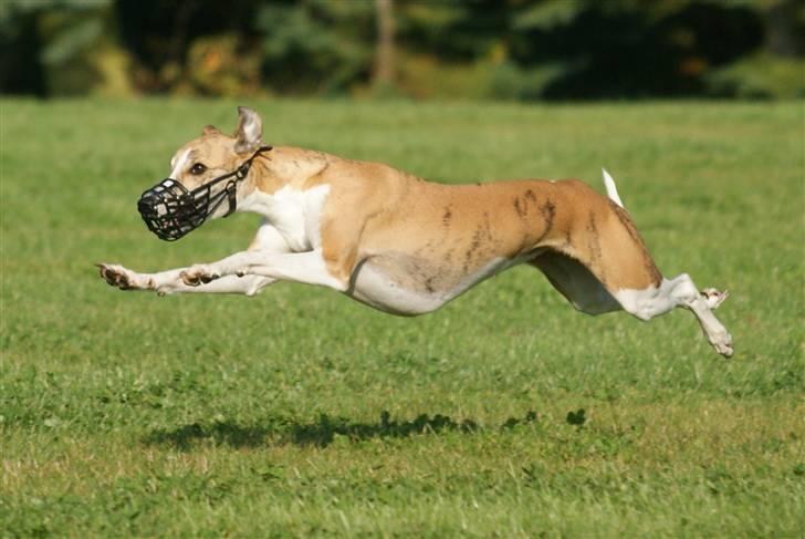 Flyvende hunde - Diverse hund - Fotos fra *Ib*