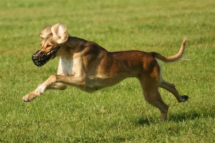 Flyvende hunde - Diverse hund - Fotos fra *Ib*