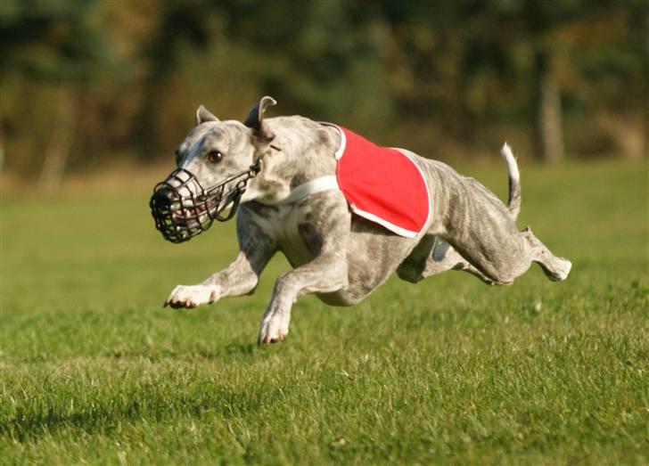 Flyvende hunde - Diverse hund - Fotos fra *Ib*