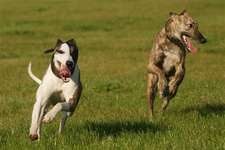 Flyvende hunde - Diverse hund - Fotos fra *Ib*