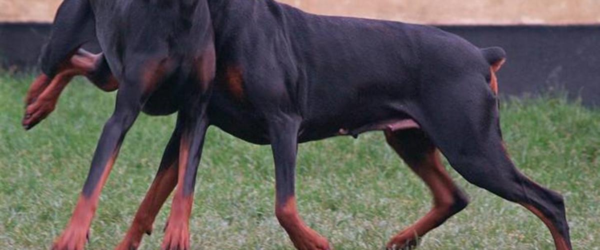 Lidt Dober sjove billeder ;o) - Diverse hund - Uploadet af *Kristine ...