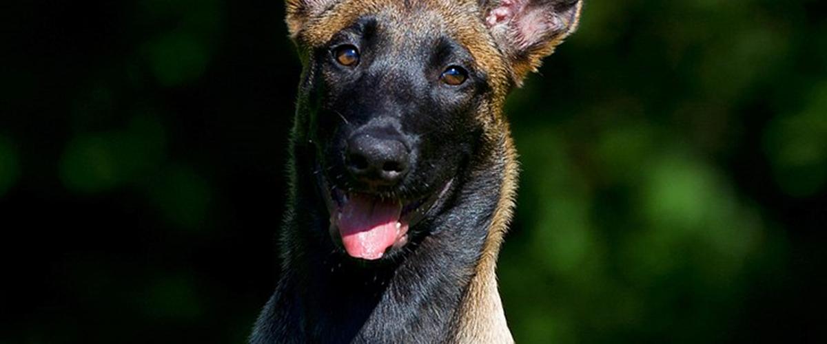 Asti by René - Diverse hund - Uploadet af *Michélle - med mini bull ...