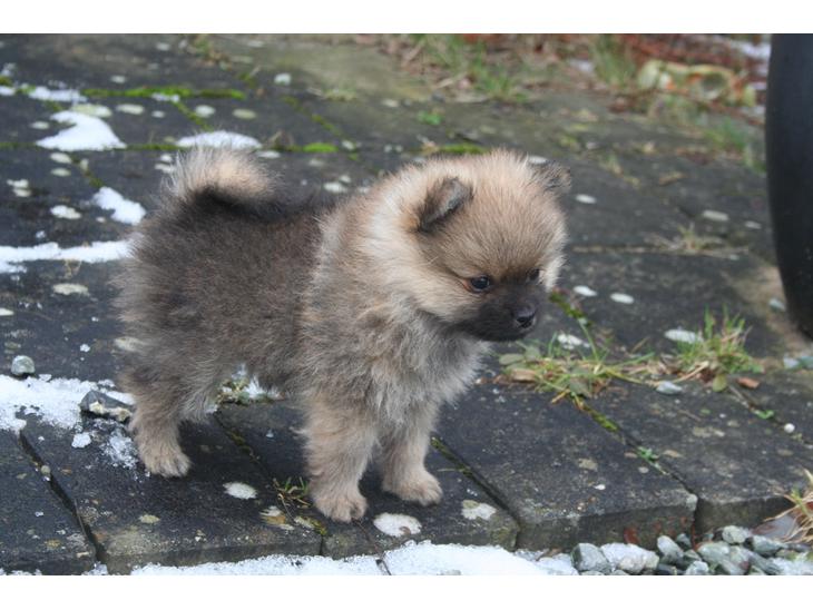 Store fodbolde og anden leg ude - Diverse hund - Uploadet af Jane B