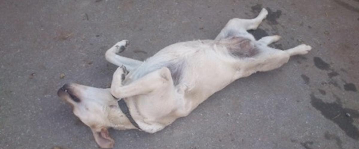 Slapper af - Diverse hund - Uploadet af Christian B