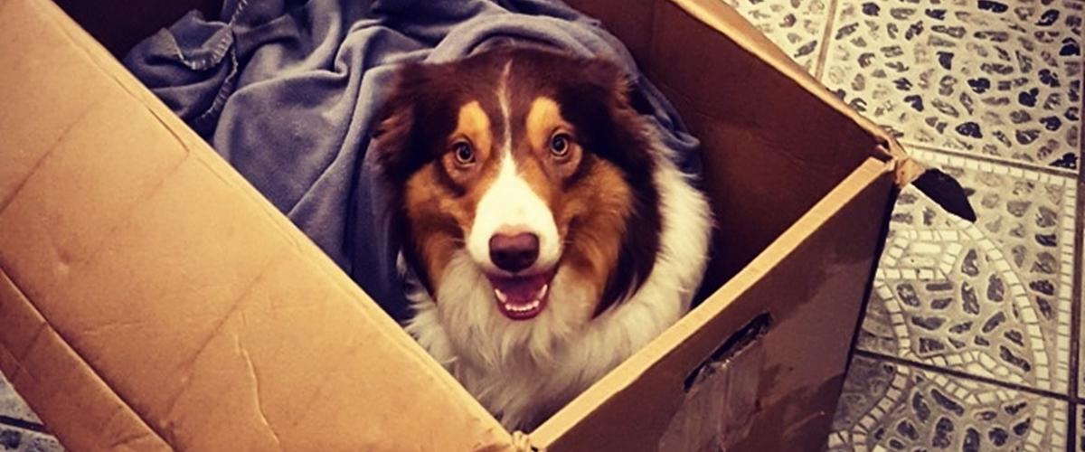 Random billeder af Max. - Diverse hund - Uploadet af Ciqqe