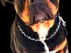 Danmarks største site om hunde - HundeGalleri.dk