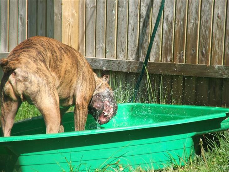 "Bubbers" badekar - Diverse hund - Uploadet af Baloo og Dream J