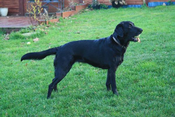 Vis mig din labrador/golden blanding :) - Skrevet af Pusle's Madmor