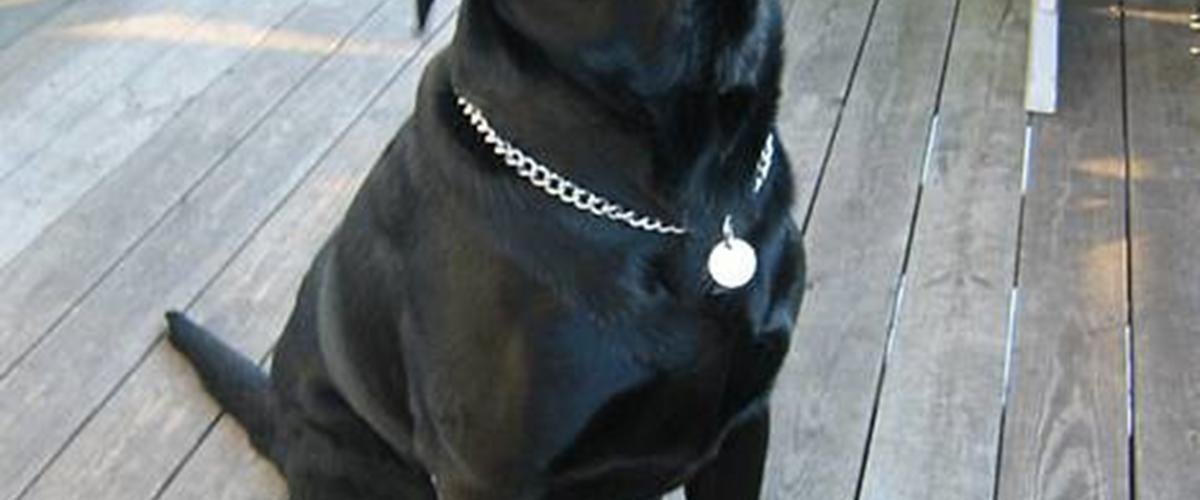 Labrador retriever Formel 1 Rolf - 1999 - --Han er mega sød.. :D er bar...