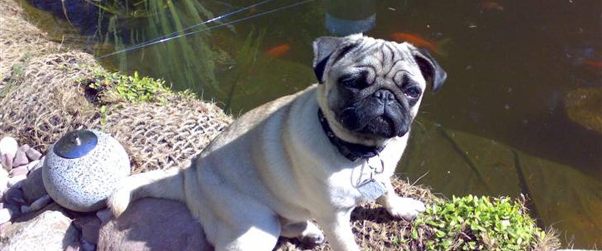 Mops Gurli - 2007 - Verdens sødeste fawn mops. Ha...