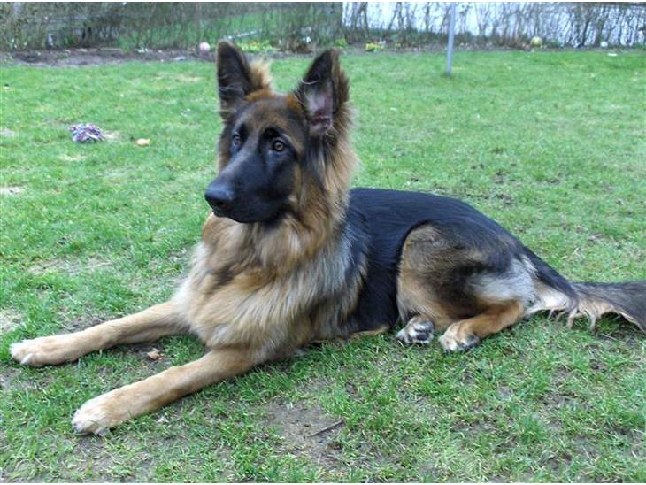 Schæferhund lillenollerskrivers Cheri - 2007 - skøn skøn skøn hund. jeg ...