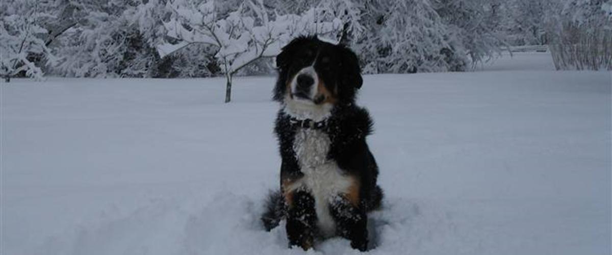 Berner sennenhund Bella - 2008 - Bella er en dejlig Berner sen...