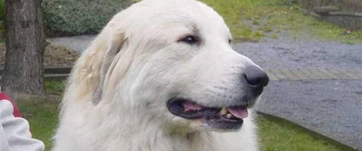 Pyreneerhund Sandybear's Havanna - 2001 - En dejlig hund, der er en sto...