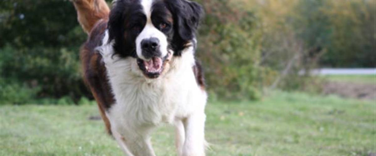 Sankt bernhardshund Bernhard - 2006 - bernhard er en meget kælen hu...