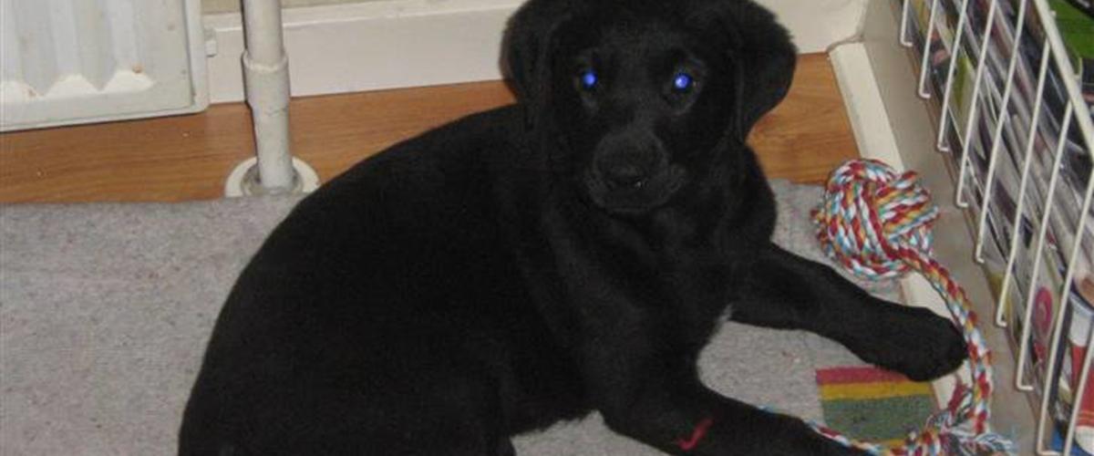 Labrador retriever Mille - 2007 - hun er sort med en lille hvid...