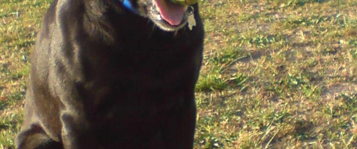 Labrador retriever Buster(formel 1) - 2003 - Vi hentede Buster på et ...