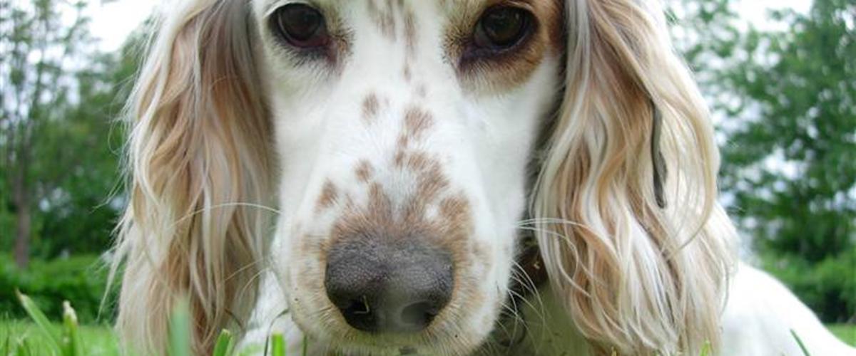 Cocker spaniel Lady - 2003 - Lady er som sagt en rigtig sø...