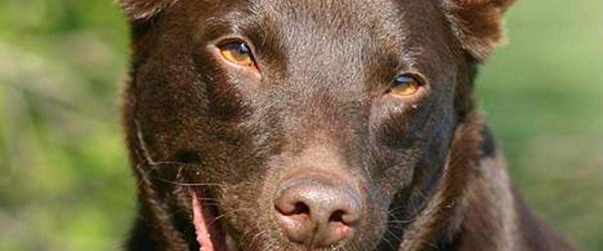 Australsk kelpie Andy (Born To Work Andy) - 2002 - Chokoladebrun ...