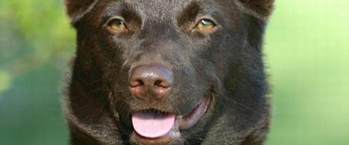 Australsk kelpie Born To Work Brown Bellis - 2004 - Hvem kan stå for ...