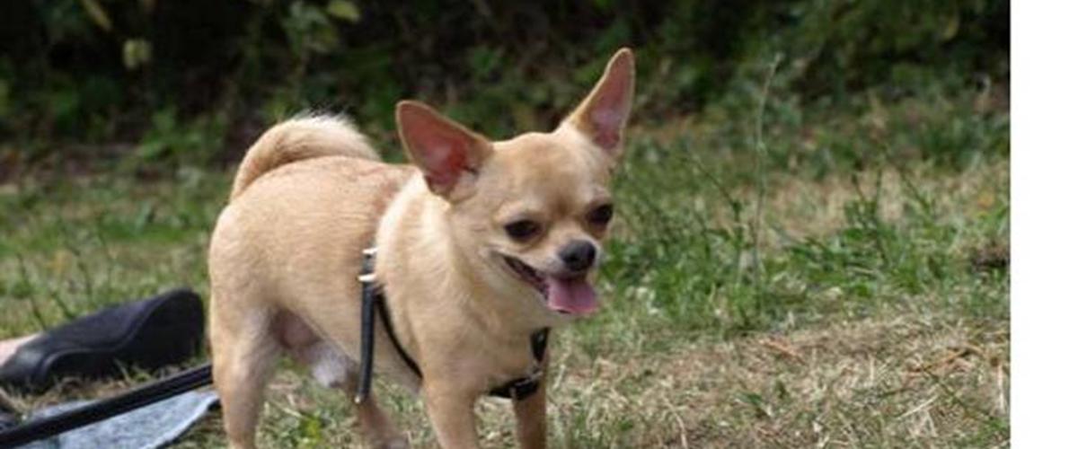 Chihuahua Nuggi - 2005 - Nuggi er en dejlig han hund.....