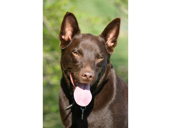 Australsk kelpie Andy (Born To Work Andy) - 2002 - Chokoladebrun ...