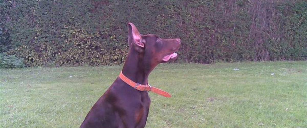 Dobermann Alpha - 2008 - Smuk og dejlig brun dobermann