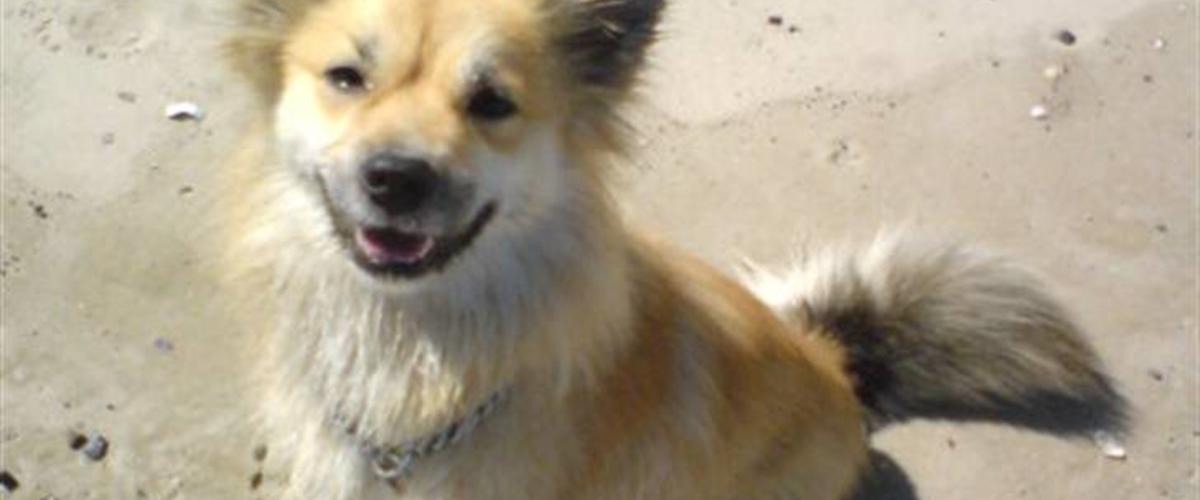 Islandsk fårehund - Kria