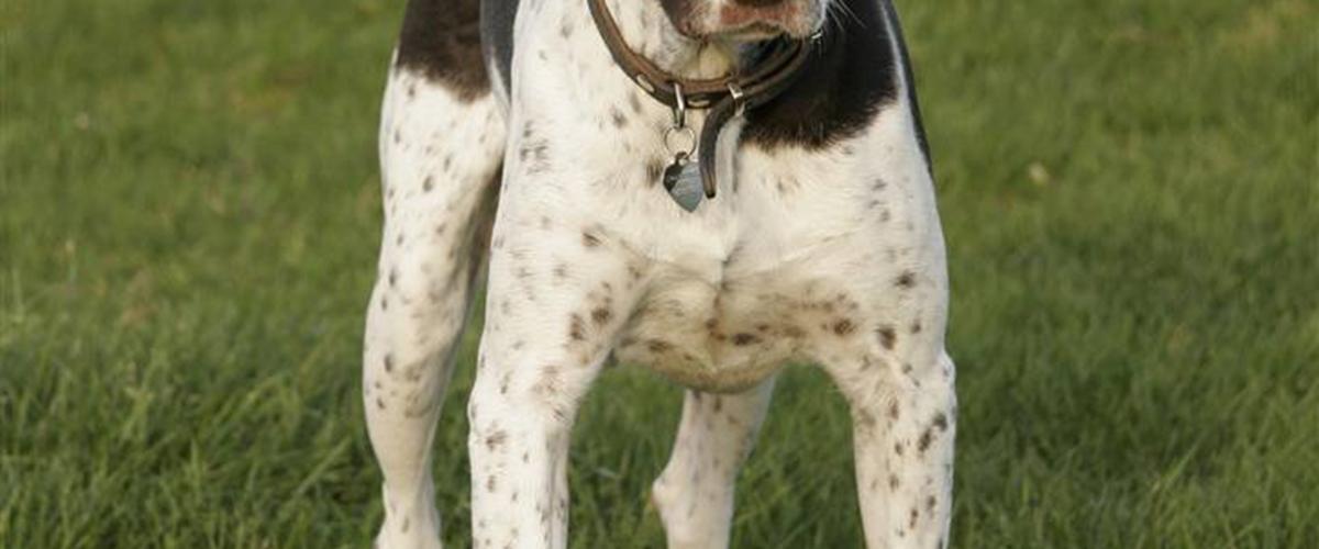 Gammel dansk hønsehund Fifi - 2007 - Fifi er en dejlig lille hund ...