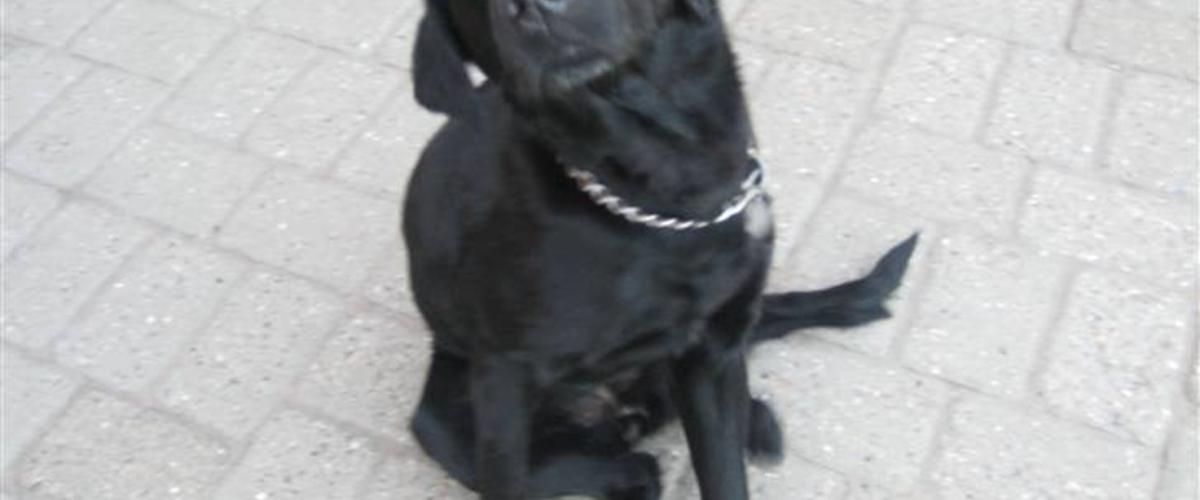 Labrador retriever Zita - 2004 - Zita er en formel 1/sort labr...