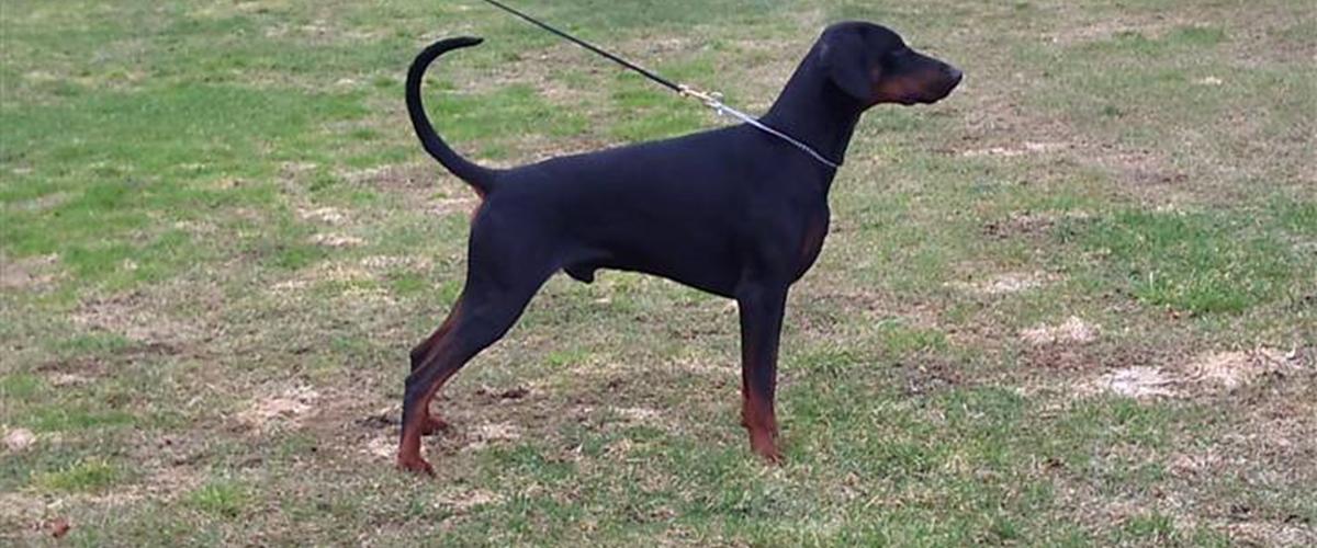 Dobermann Zargo - 2008 - Sort/Rust - Utrolig kærlig og...