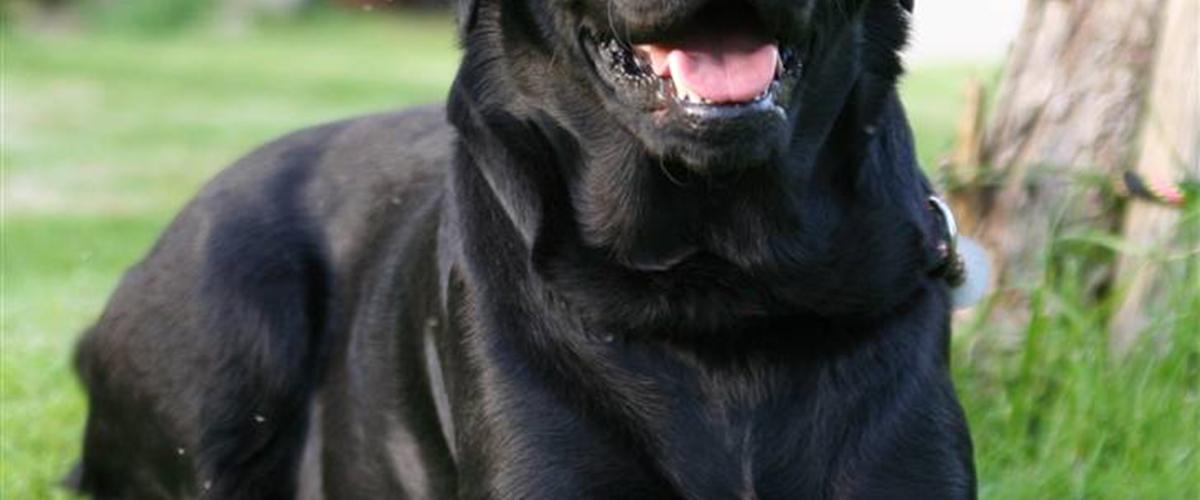 Labrador retriever Sandy - 2005 - Stor sort lab med dejlige st...